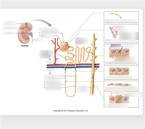 Renal Cortex Diagram Quizlet