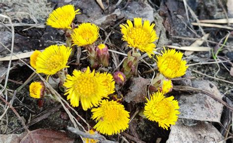 У Києві прогнозують теплу березневу ніч та день Вечірній Київ