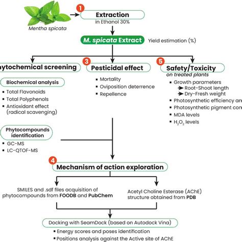 Schematic Representation Of The Work Plan 1 Extraction Step 2