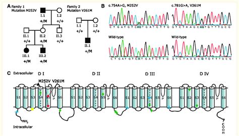 Pedigrees And Genetic Analysis A Pedigrees Of The Two Bfnis Families