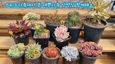 24417 스피드다육에서 온 예쁜신상들 언박싱 함께해요🌹 스피드다육 010 5248 5955 Youtube