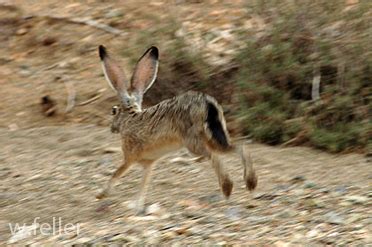 Jackrabbit Adaptations