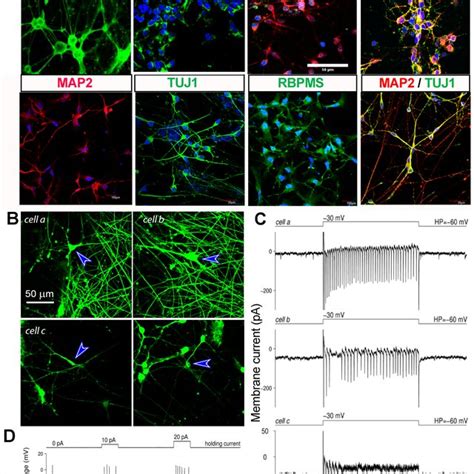 Functional Characteristics Of Induced Retinal Ganglion Cells A Rgcs