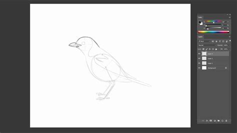 How To Draw A Bird Creative Bloq
