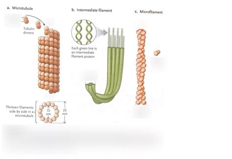 The Major Components Of The Cytoskeleton Diagram Quizlet