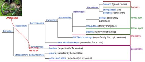 Simple Primate Phylogeny