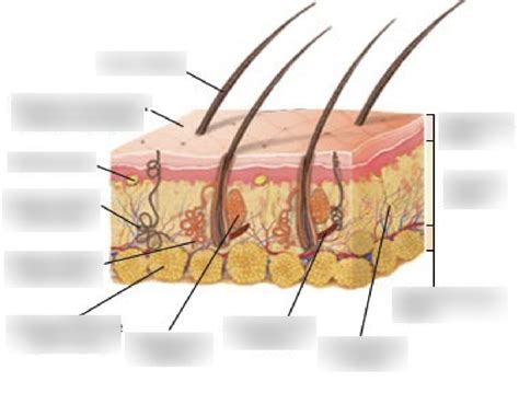 Skin Layers Diagram Quizlet