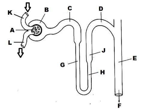 Diagram Of Quiz 1 Homeostasis Digram Quizlet