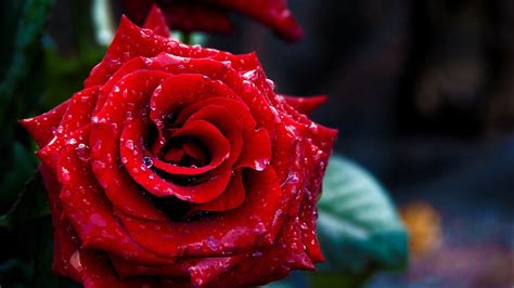 빨간 장미 발렌타인 데이 꽃 사진 사진시사