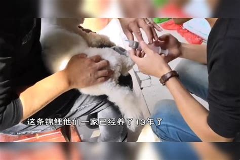 养13年的锦鲤肚子肿胀主人狠心剖开鱼肚一看立马把它扔掉了 主人 肚子