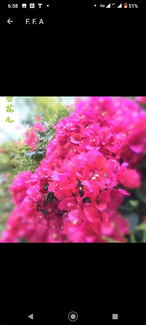 About Oladele Medium