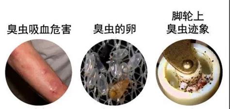 家裡發現臭蟲 應該怎麼消滅它們 每日頭條