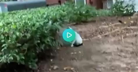 Hitler Cats Album On Imgur