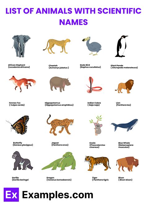 100 Most Common Zoo Animals List With Pictures Zoo Animals Names Zoo