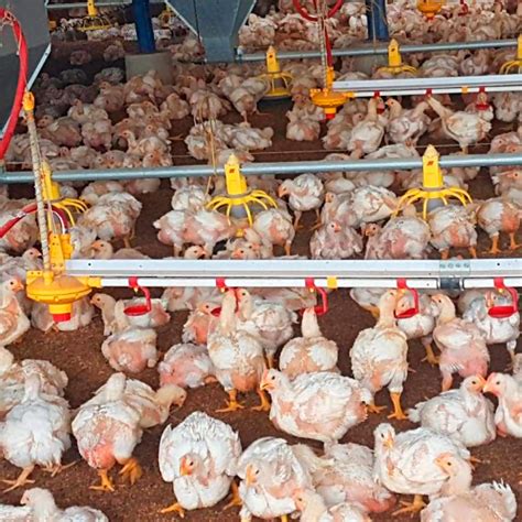 Pollo Crianza De Pollos Gallinas Cerdos