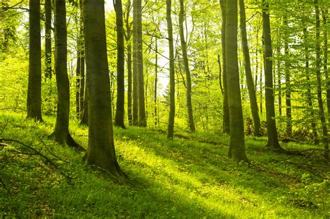 Hintergrundbilder Sonnenlicht Wald Natur Gras Grün Harz 2014 Baum Herbst Blatt Gr N