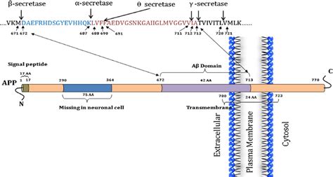 Shows The Secretase Cleavage Sites In App Full Length App Consists Of Download Scientific