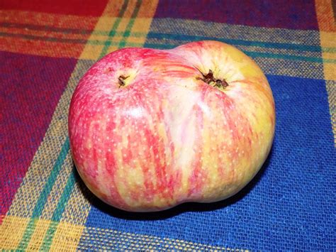 სიამის ტყუპები Siamese Twins Olpi Flickr