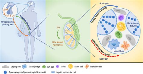 File Simplified Diagram Of The Neurobiological Circuits Of 60 OFF