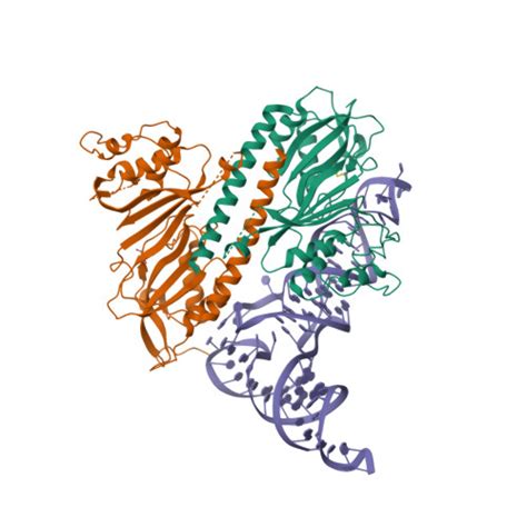 Rcsb Pdb 9enc Human Pseudouridine Synthase 3 Pus3 R116a Mutant And One Trna Gln