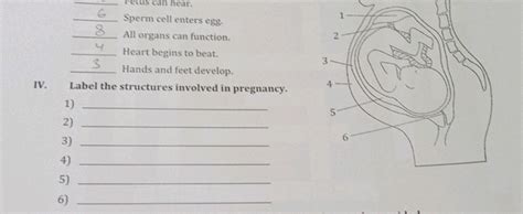 Iv Label The Structures Involved In Pregnancy