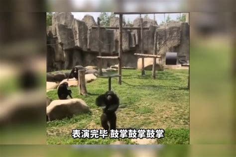 搞笑配音这狗子咋这么怂呢 直接干就完了呗