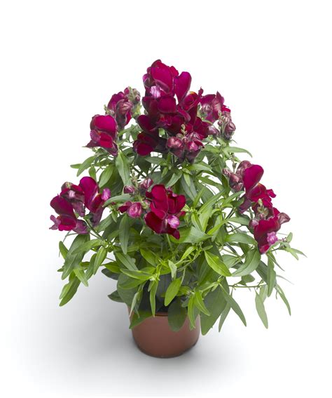 Snapdragon Pictures National Garden Bureau Yearofthesnapdragon