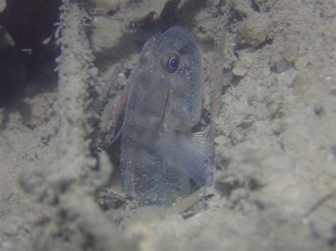 Acentrogobius Viridipunctatus Valenciennes 1837