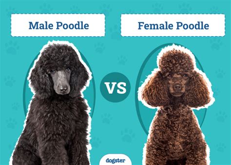 220 Popular And Unique Cockapoo Names Ideas For Affectionate And