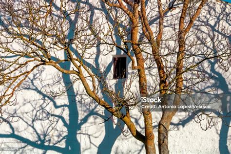 나뭇가지와 이끼가 있는 큰 나무가 스페인의 오래된 하얗게 칠해진 벽에 그림자를 드리우고 있습니다 0명에 대한 스톡 사진 및 기타 이미지 Istock