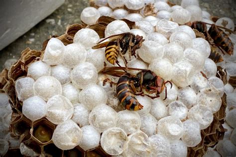 画像付きスズメバチの女王蜂大きさの見分け方生態駆除方法まで 富山のハチ駆除専門店ハチヒーロー