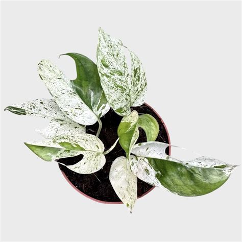 Epipremnum Marble Variegata 60 Cm
