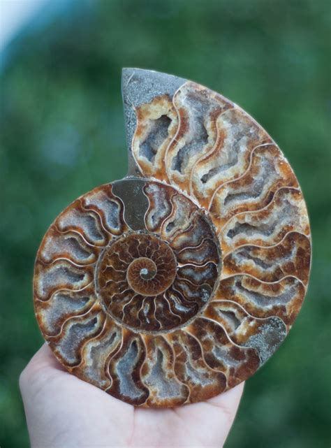 Ammonite Fossil Half Slice Polished Large Fossils Village Rock Shop
