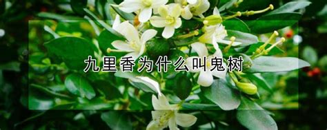 九里香为什么叫鬼树 发财农业网