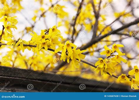 Yellow Tree Blooms In Spring Flowering Tree Close Up Stock Photo Image Of Colorful Blooms