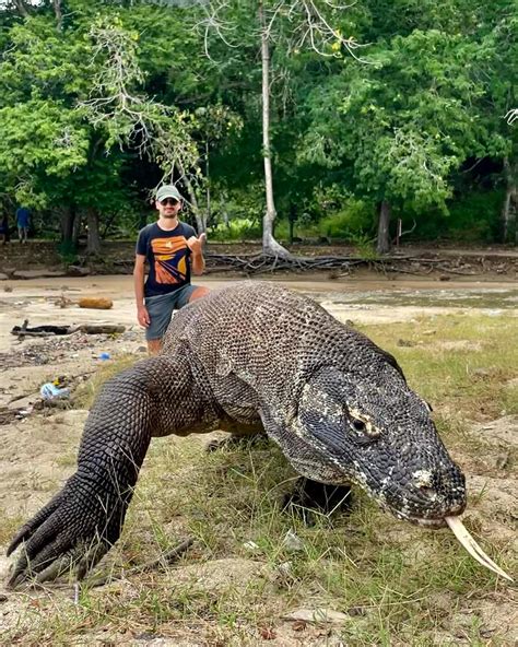 หนุ่มอิตาลี แชะภาพคู่มังกรโคโมโด ชาวเน็ตแห่แชร์ เถียงเรื่องตัดต่อ ที่จริงไม่ใช่งั้นนะ