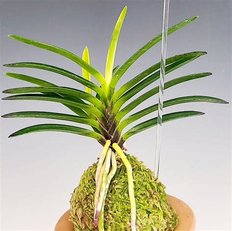 계영농원 풍란and석곡