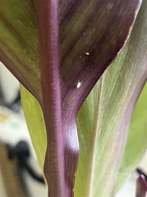 Tiny Green Bugs On A Houseplant R Whatisthisbug