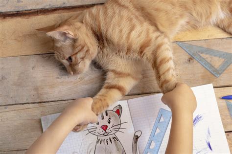 Cat Drawing Step By Step Tutorial Mimi Panda