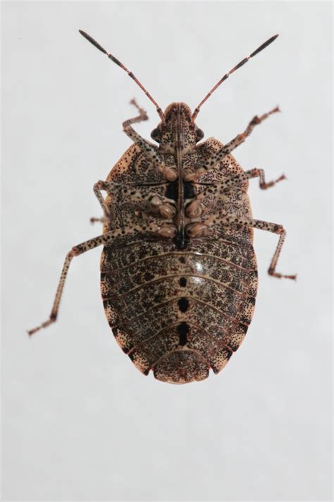 Insects In The City A Bug By Any Other Name