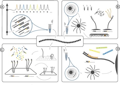 Figure 1 From Generations Of Sequencing Technologies Semantic Scholar