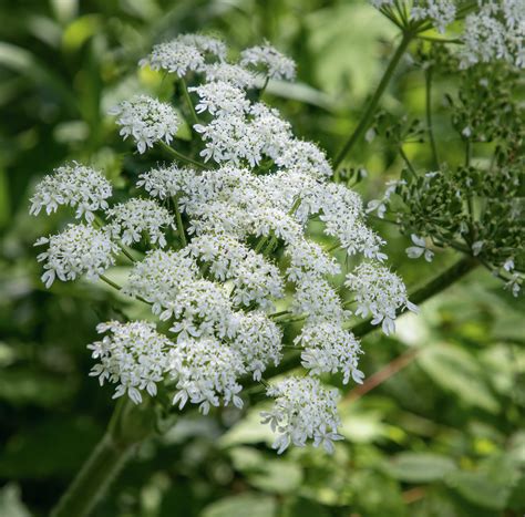 Poisonous Plants Deals