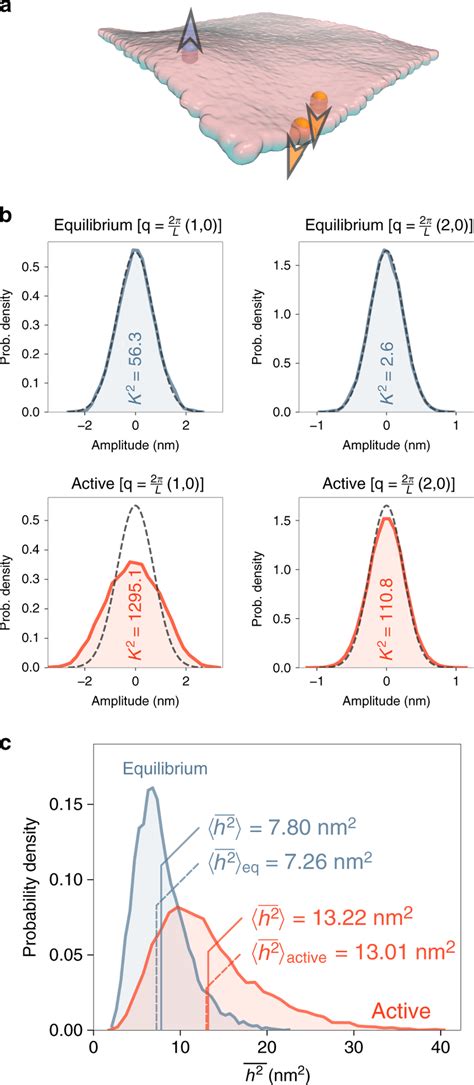 Non Equilibrium Steady State Kinetics Of Membranes Containing Active