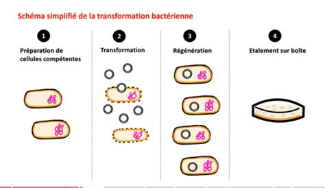 td 1 clonage et sous clonage cartes quizlet