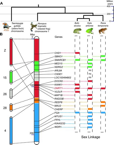 HOMOLOGOUS SEX CHROMOSOMES IN THREE DEEPLY DIVERGENT ANURAN SPECIES Brelsford