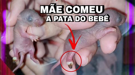 Comeu A Mae Sem Querer Fdplearn