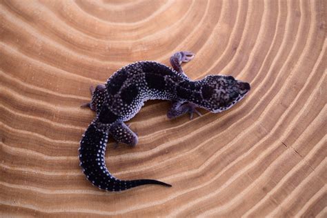 Melanistic Leopard Gecko