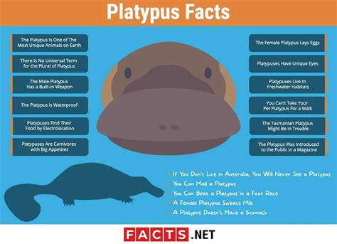 Top 17 Platypus Facts Diet Habitat Appearance And More