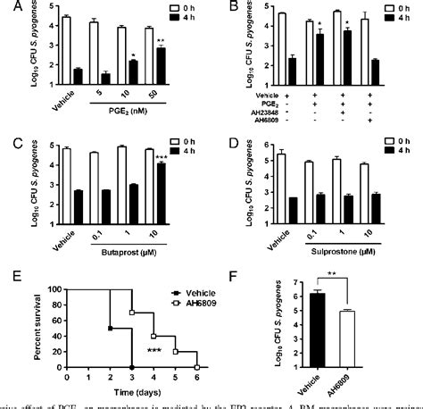 Figure 5 From Pyogenes Streptococcus Infection Caused By Modulates The Severity Of 2