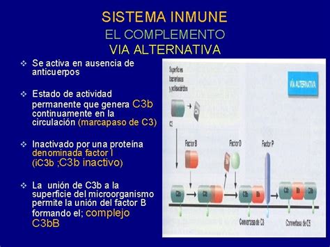 Sistema Inmune Sistema Del Complemento Sistema Inmune El